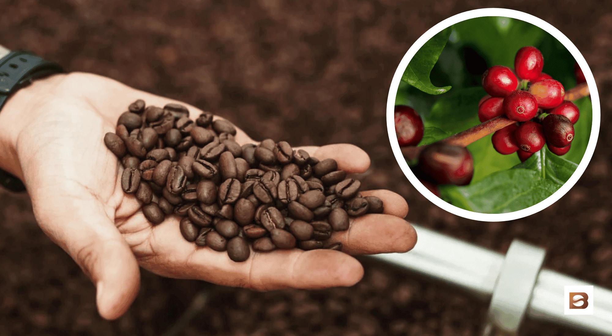 Coffee fruit store