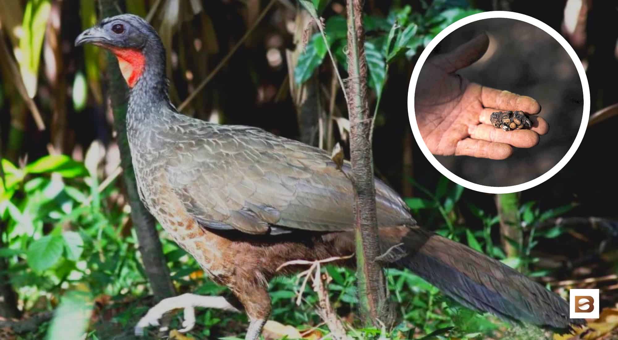what is bird poop coffee