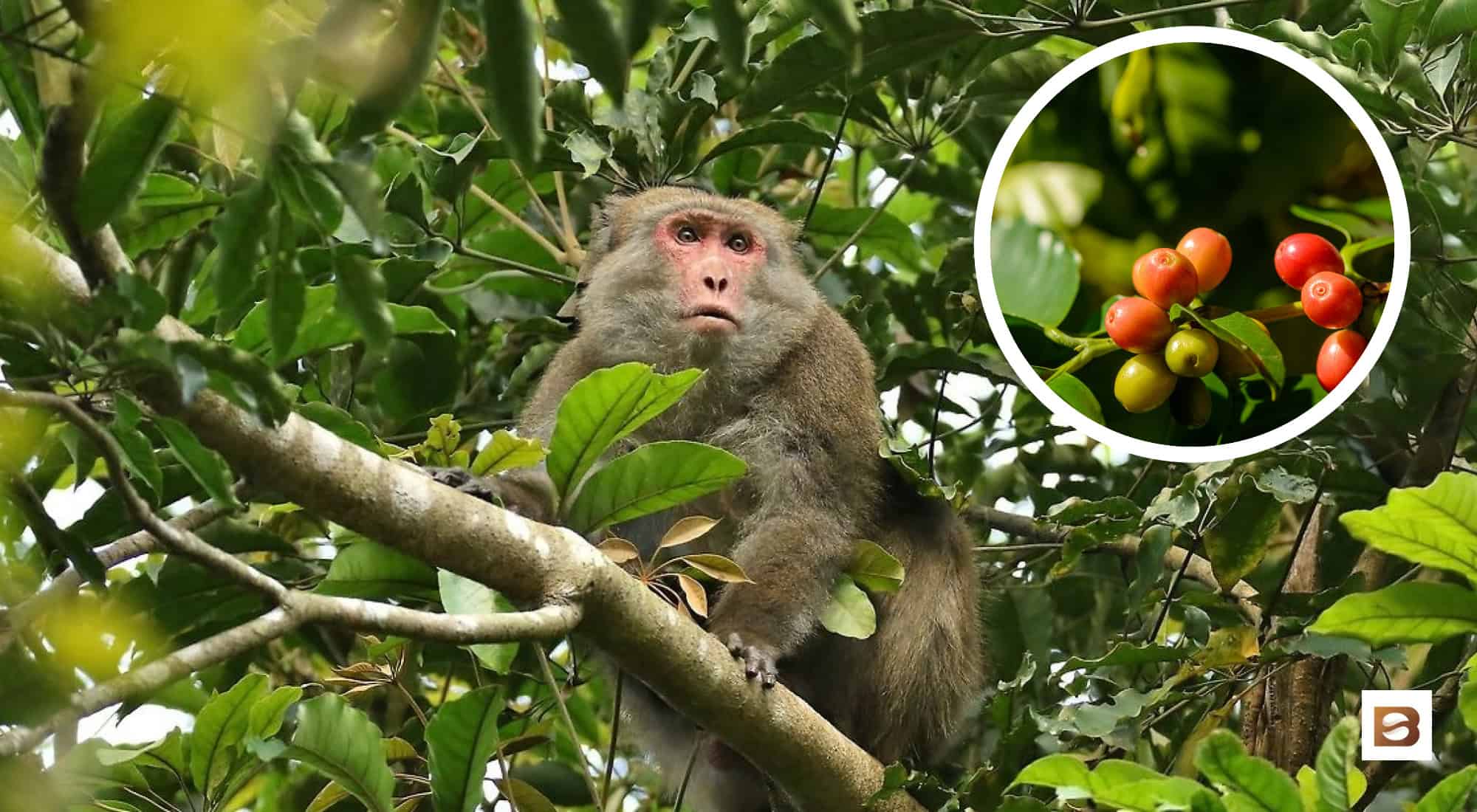 what is monkey coffee?